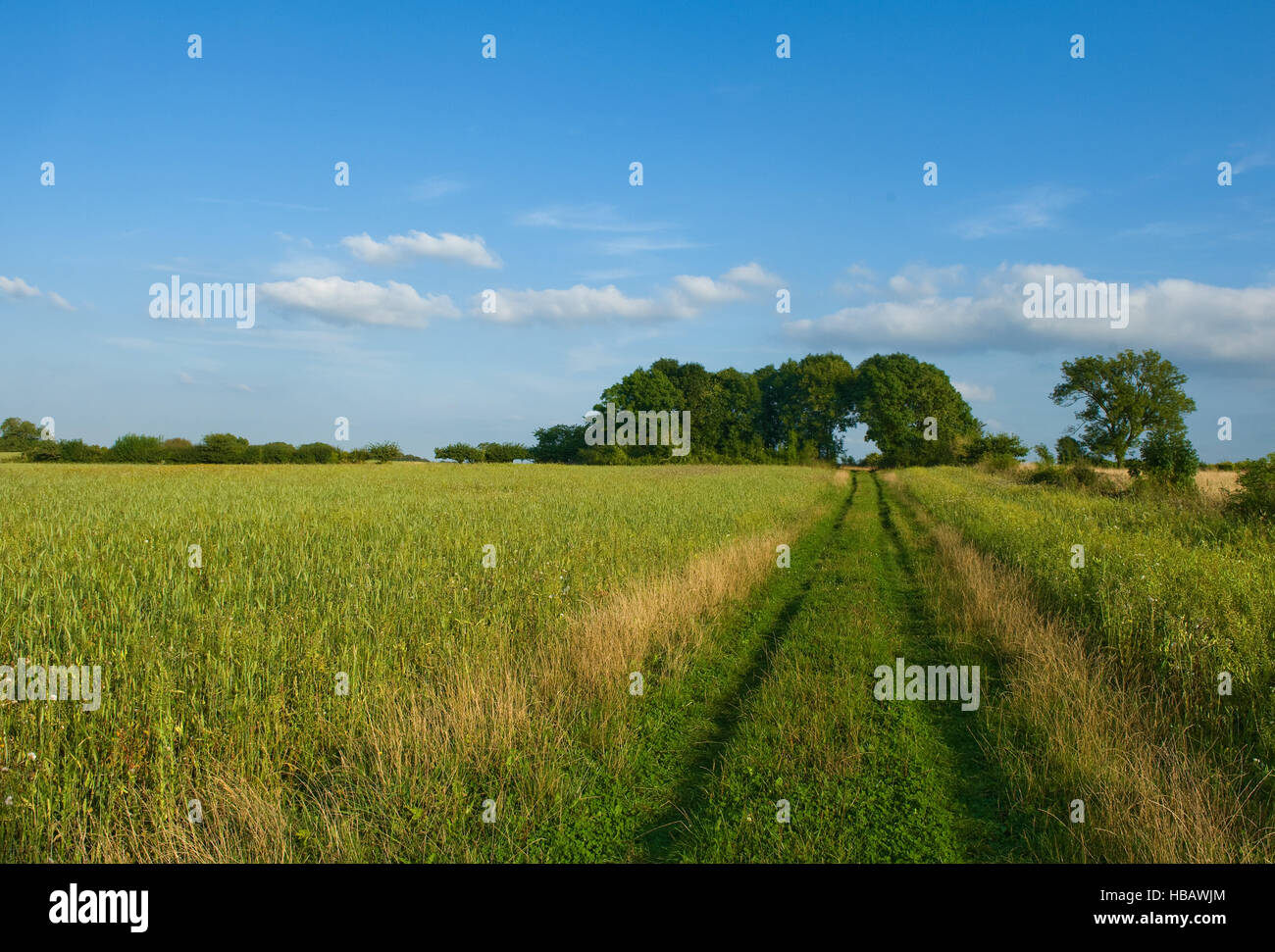 Field pathway hi-res stock photography and images - Alamy