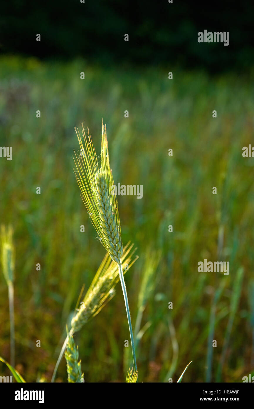 Barley growing in field, close-up, Cherington, Gloucestershire, England ...