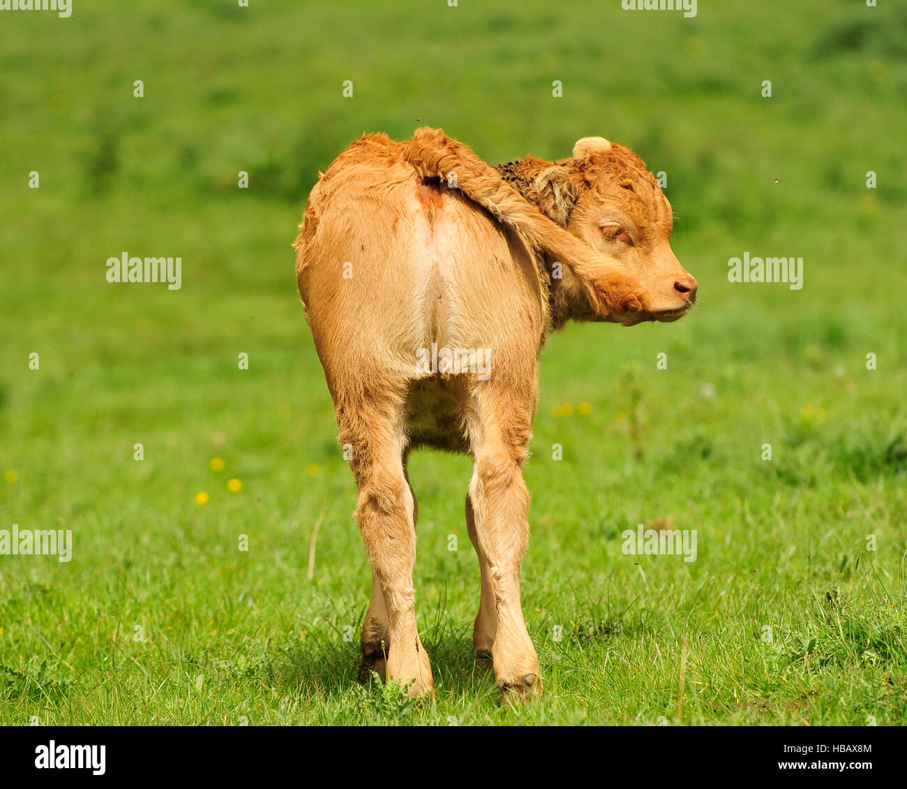 Calf copy hi-res stock photography and images - Alamy