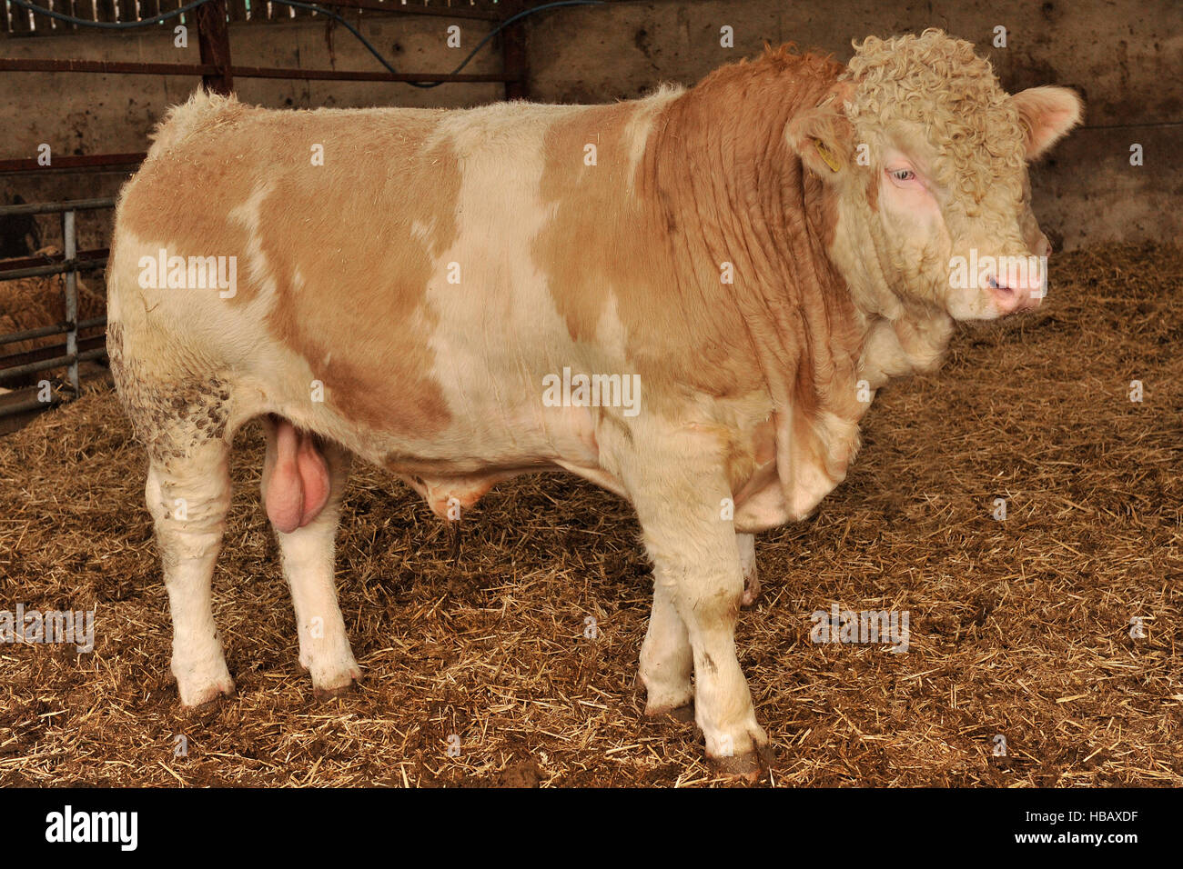 simmental bull 18 months old Stock Photo - Alamy