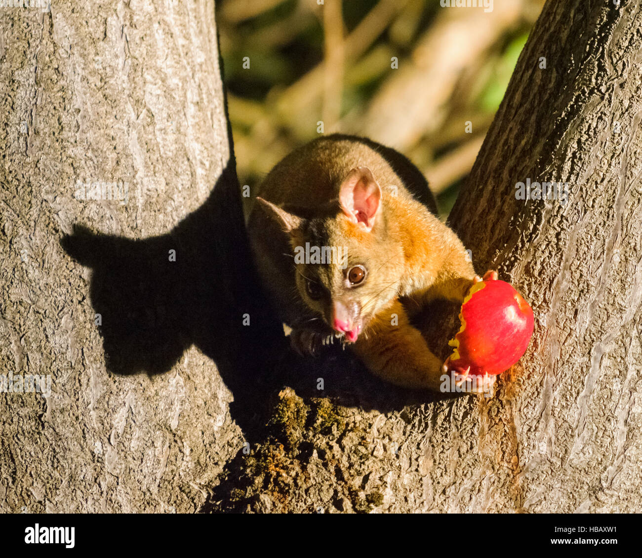 Australian possum hi-res stock photography and images - Alamy