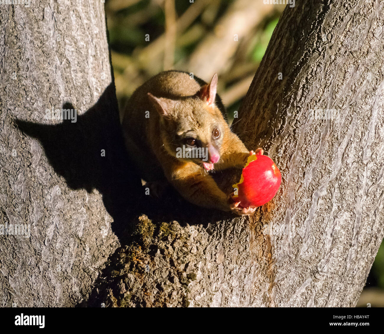 Possum australian wildlife hi-res stock photography and images - Alamy