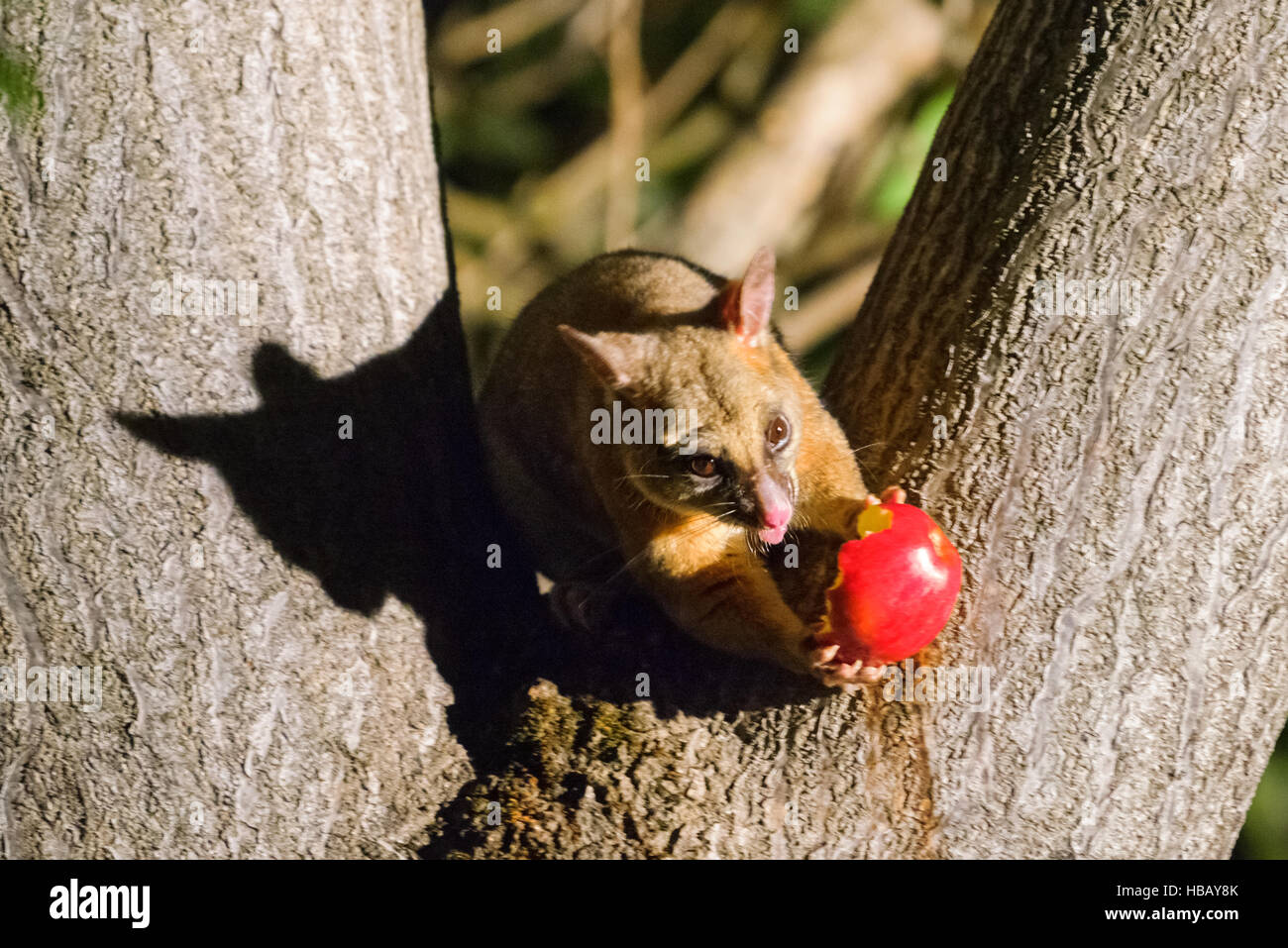 Young Australian Brushtail Possum in a tree Stock Photo - Alamy