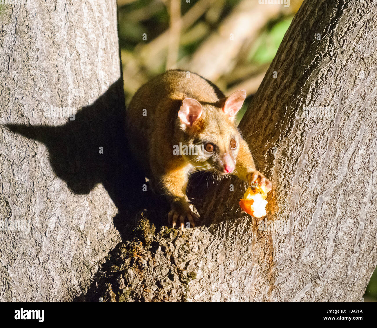 Young Australian Brushtail Possum in a tree Stock Photo - Alamy