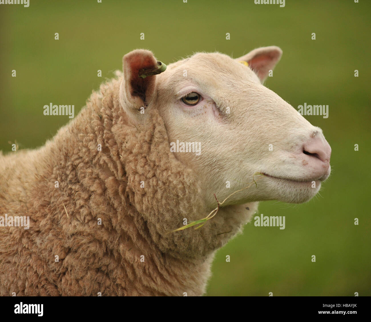 Sheep Face Side View