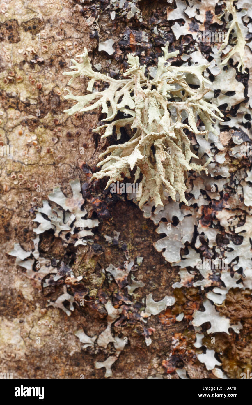 Lichen formation on a textured tree bark. Vertical Stock Photo - Alamy