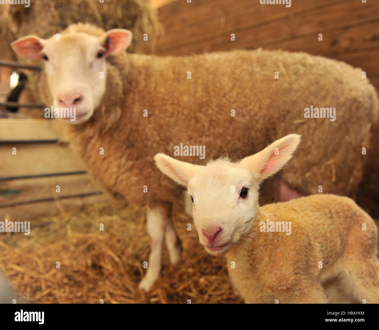 berichon lamb, just 12 hours old, with pedigree berichon mother behind ...