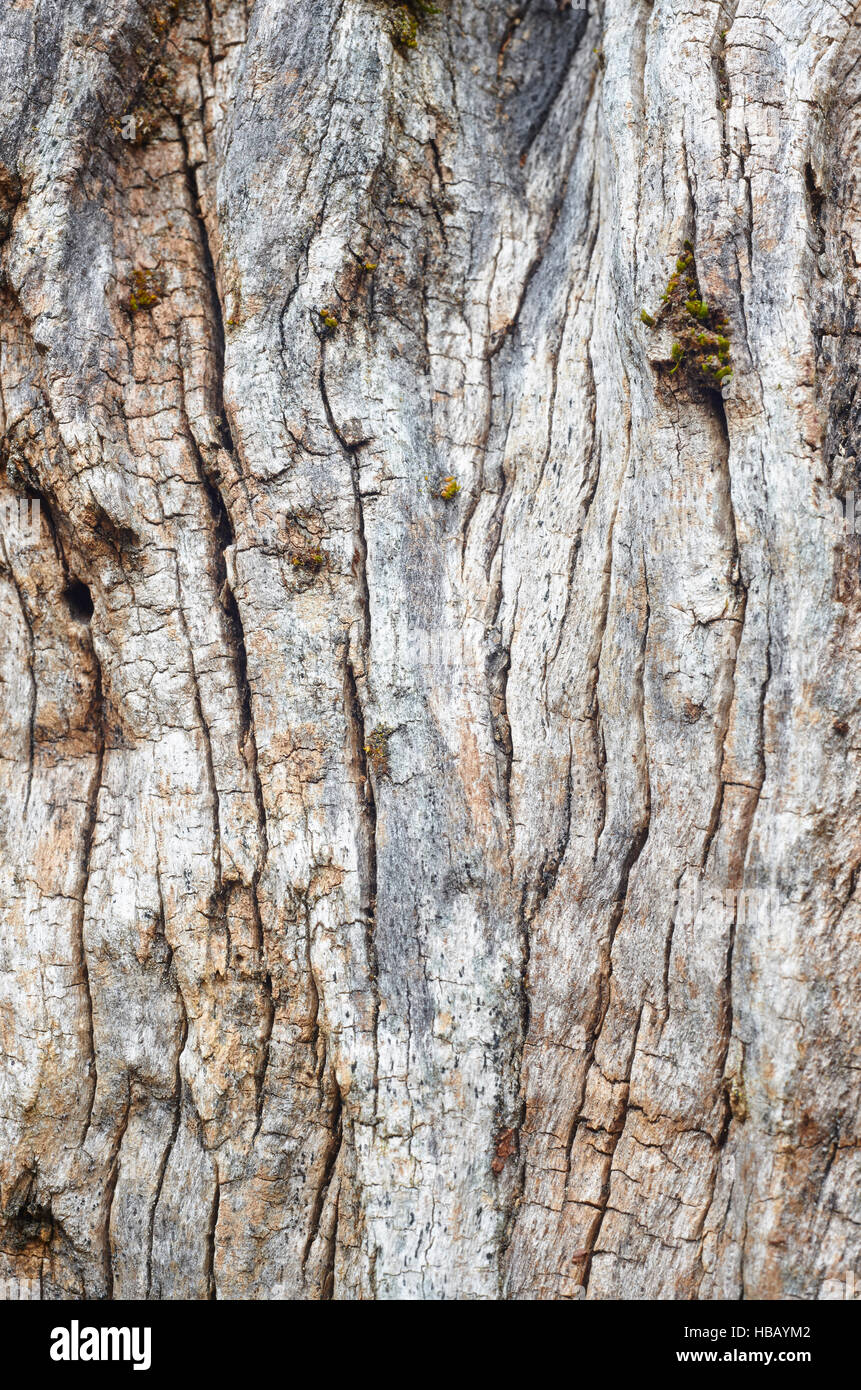 Old tree trunk textured bark. Natural abstract background. Vertical format Stock Photo - Alamy