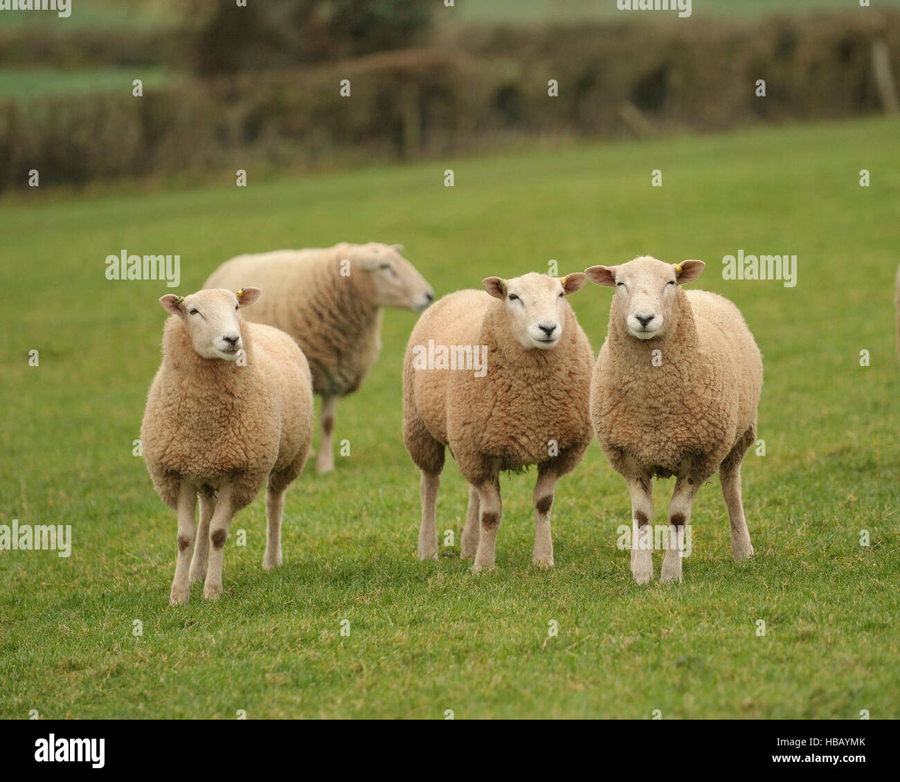 Lleyn stock rams Stock Photo - Alamy