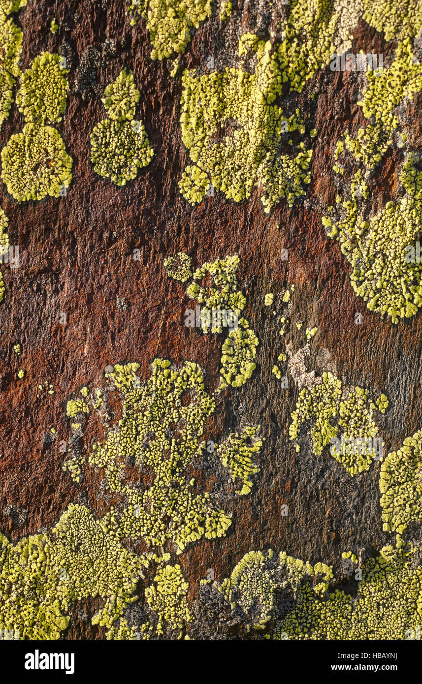Green lichen formation over a textured brown stone. Vertical Stock ...