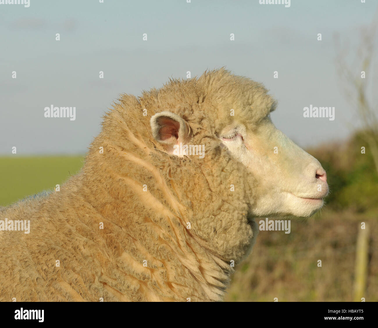 poll dorset ewe Stock Photo - Alamy