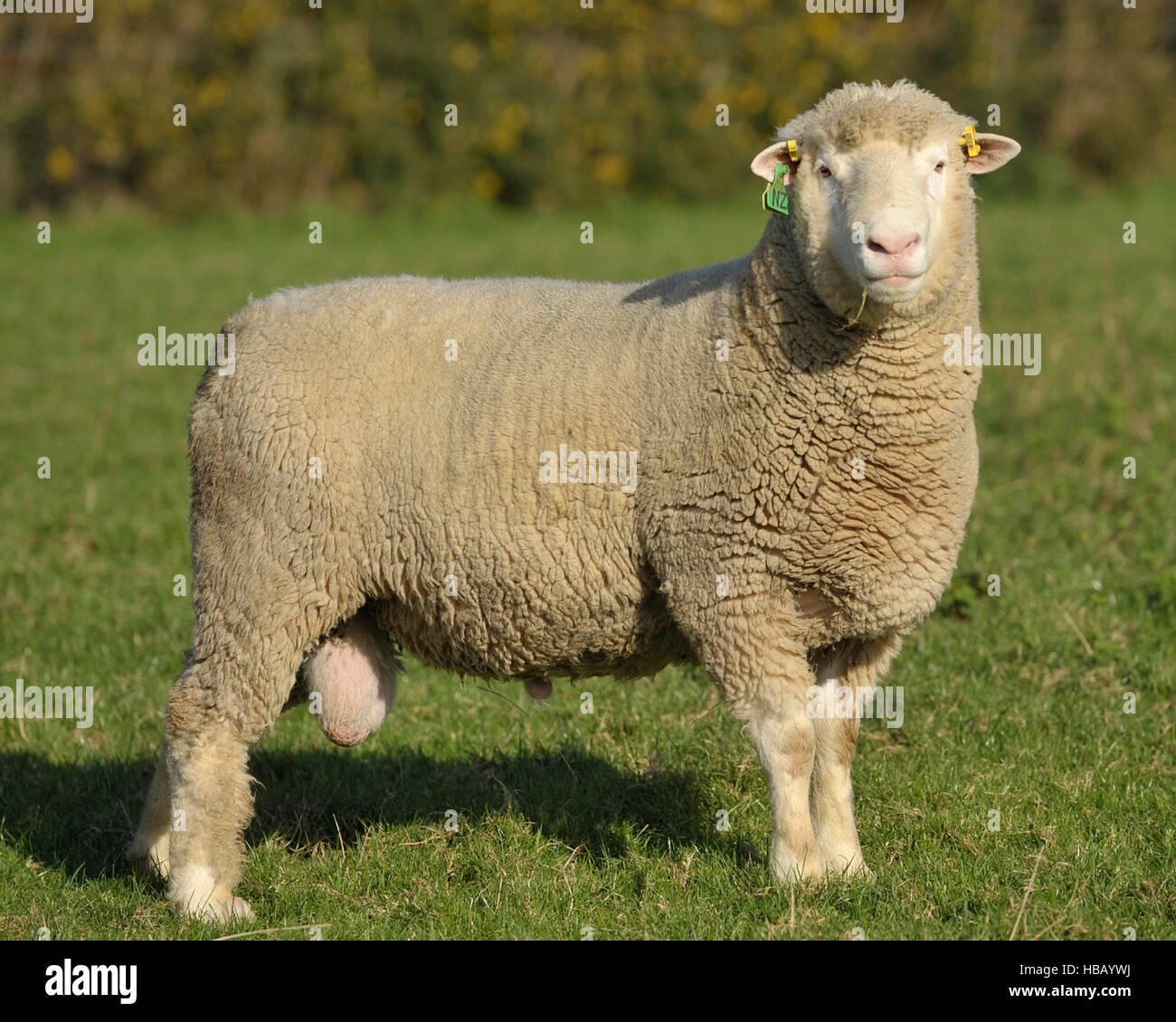 new zealand bred imported Poll Dorset ram Stock Photo - Alamy