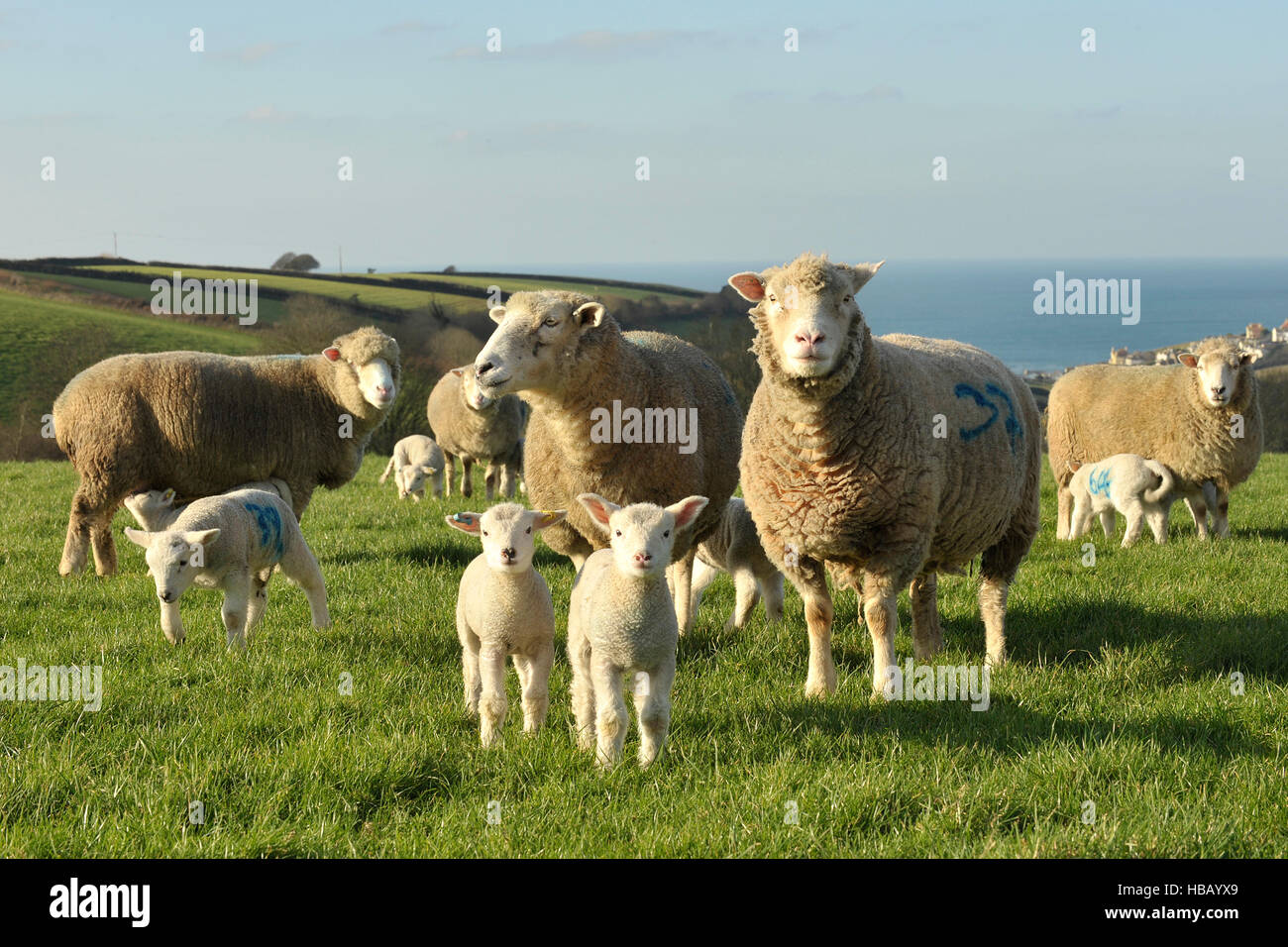 poll dorset ewes and their week old lambs Stock Photo - Alamy