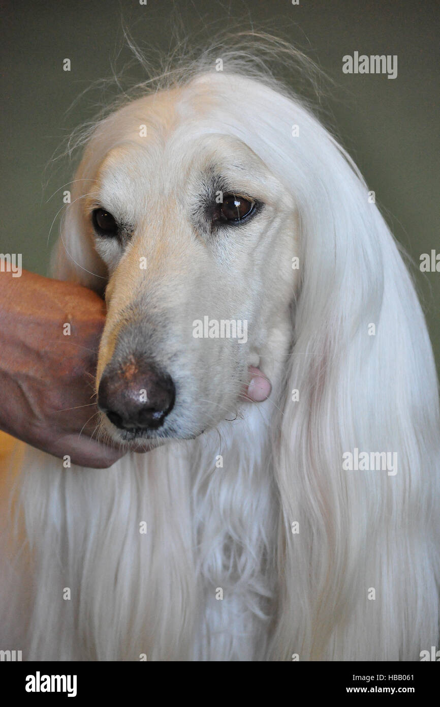 Afghan Hound High Resolution Stock Photography and Images - Alamy