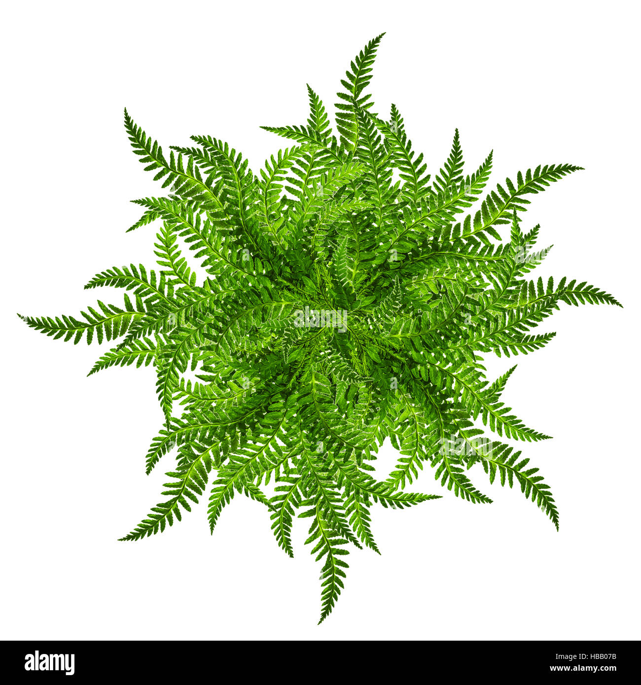 Tree Fern Cut Out Stock Images & Pictures - Alamy
