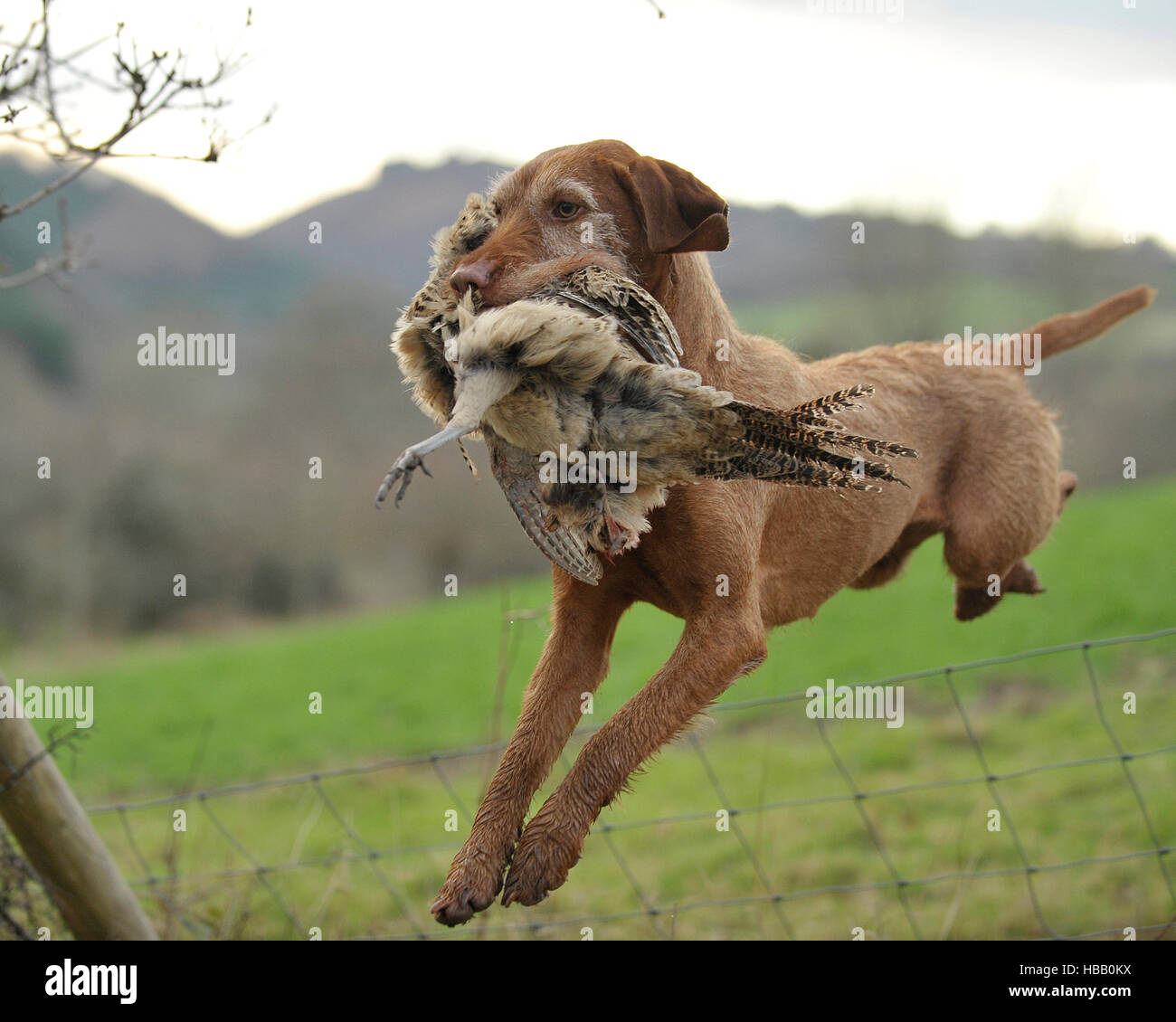 HWV retrieving a pheasant over a fence Stock Photo - Alamy