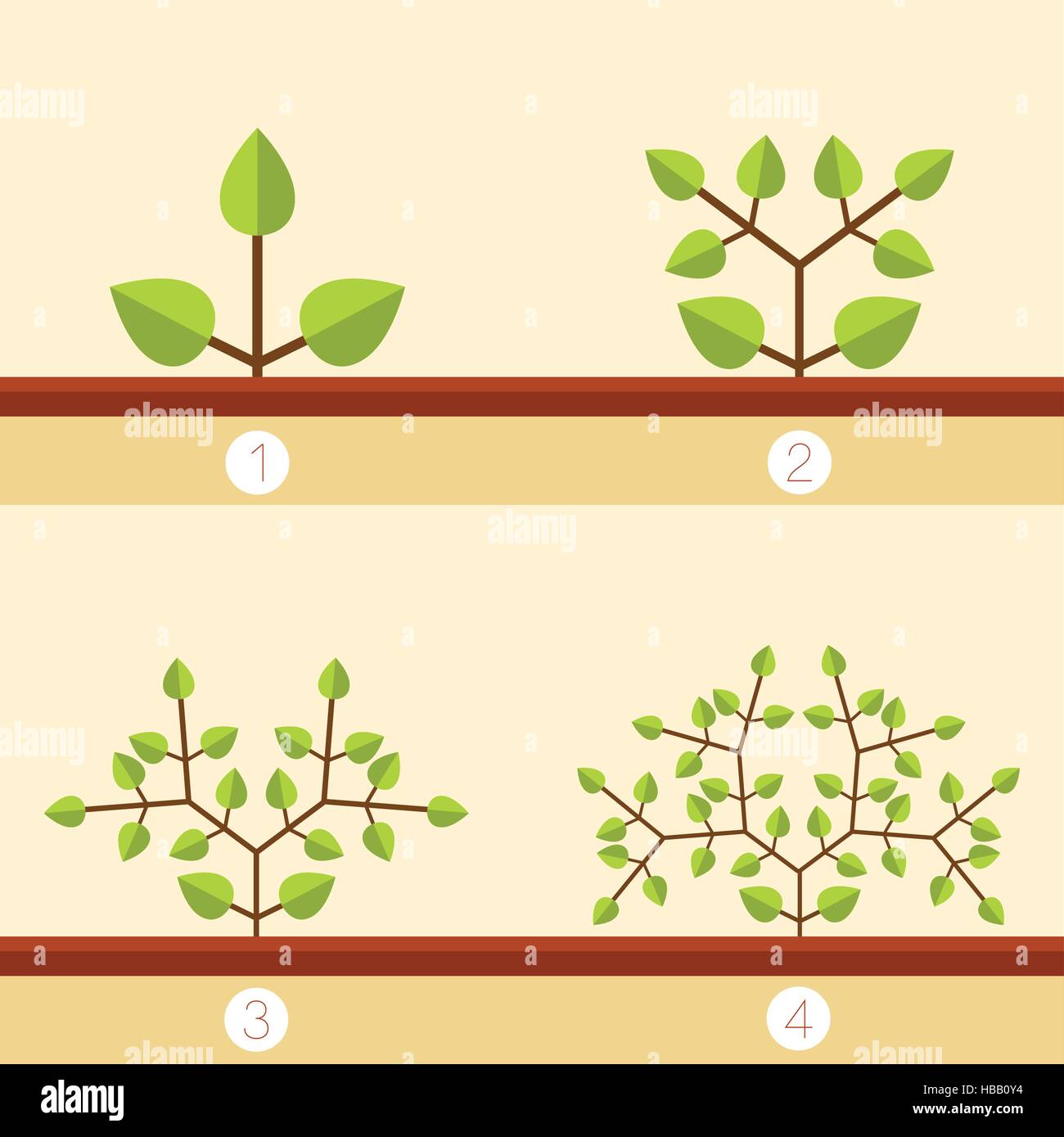 Vector image of the Dichotomous branching plants banner Stock Vector ...