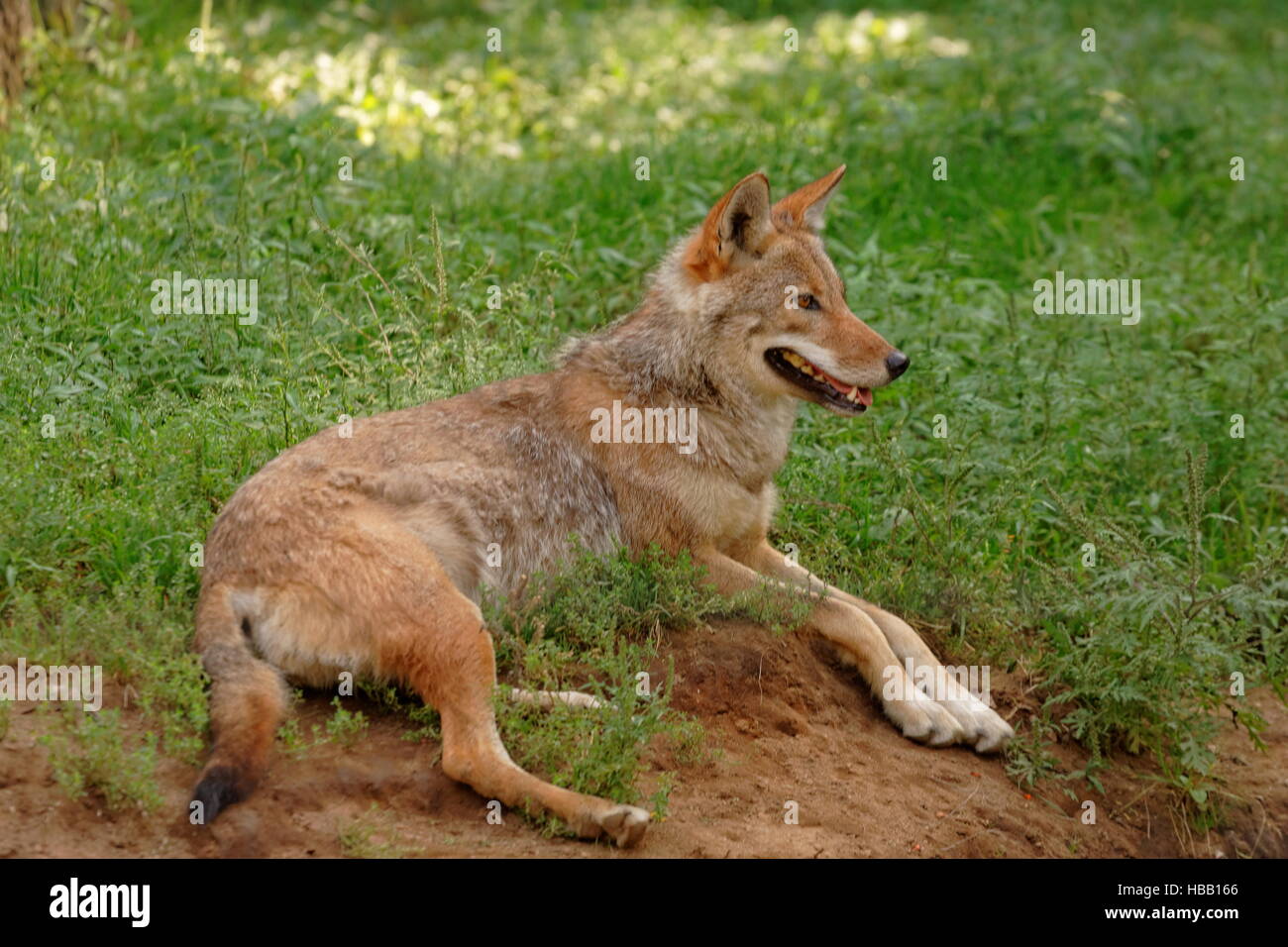 Wolf resting hi-res stock photography and images - Alamy