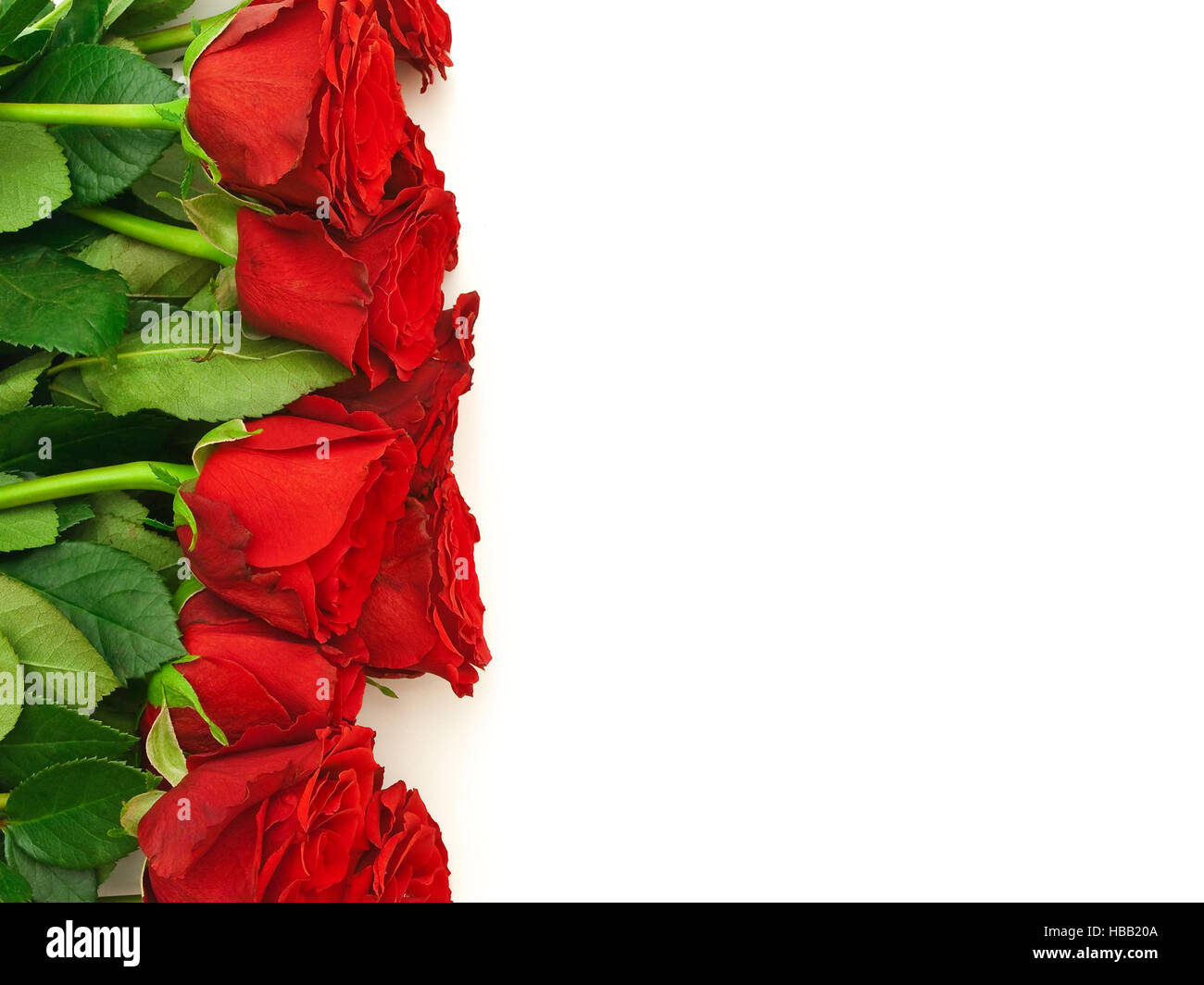 Border red roses rose petals hi-res stock photography and images - Alamy