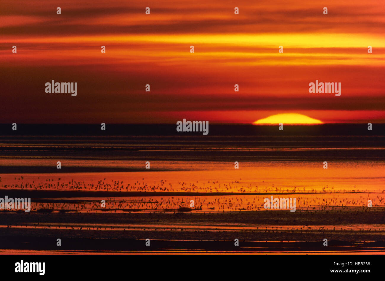 Shorebirds hi-res stock photography and images - Alamy