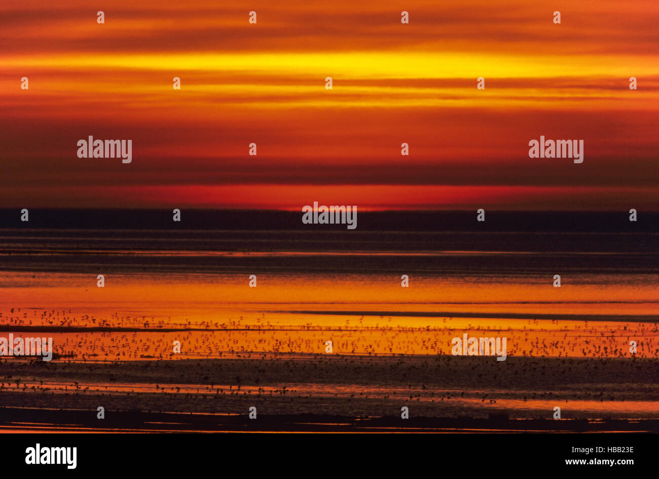 Sunset with shorebirds at North Sea coast Stock Photo - Alamy