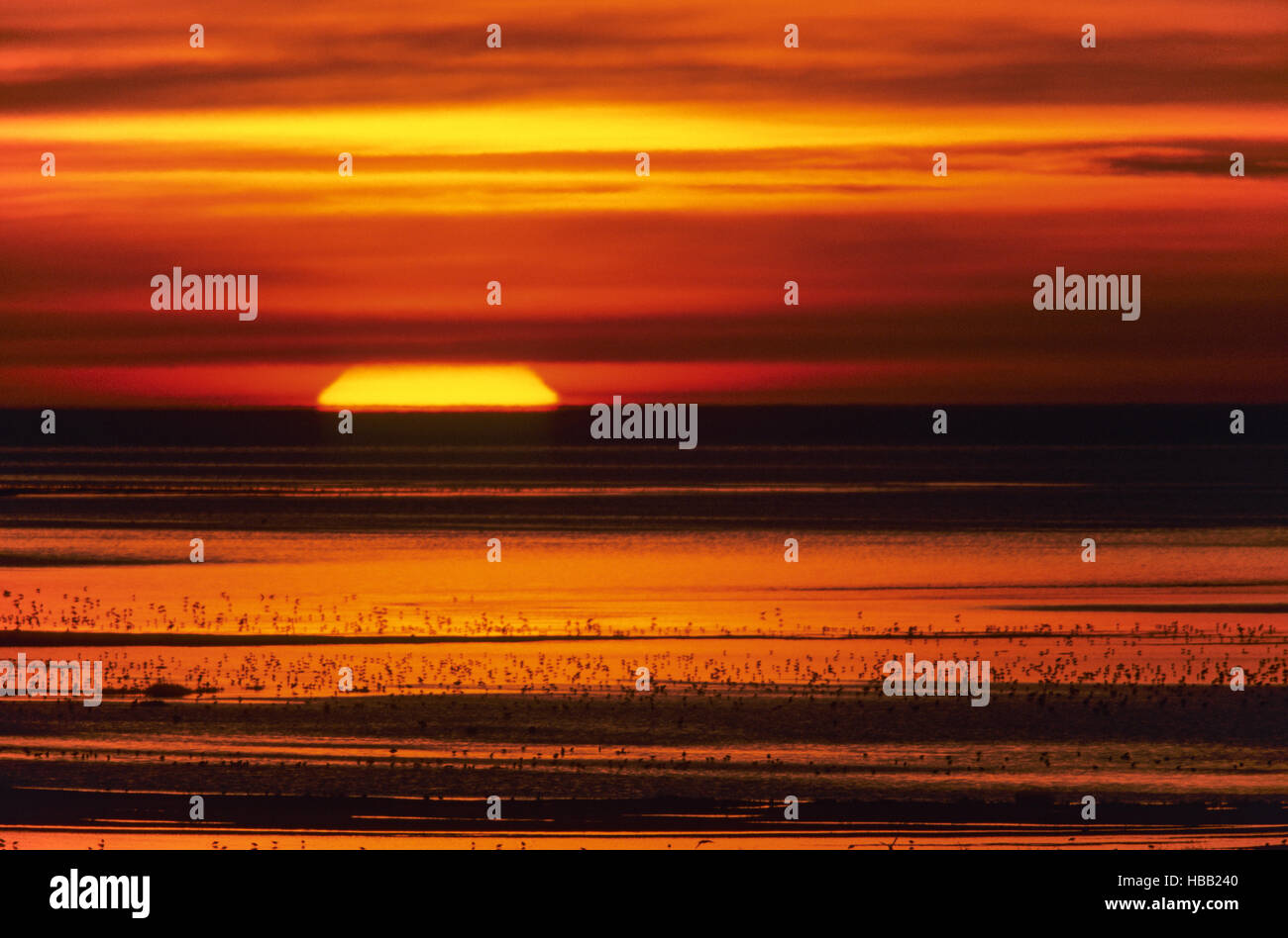 Sunset with shorebirds at North Sea coast Stock Photo - Alamy