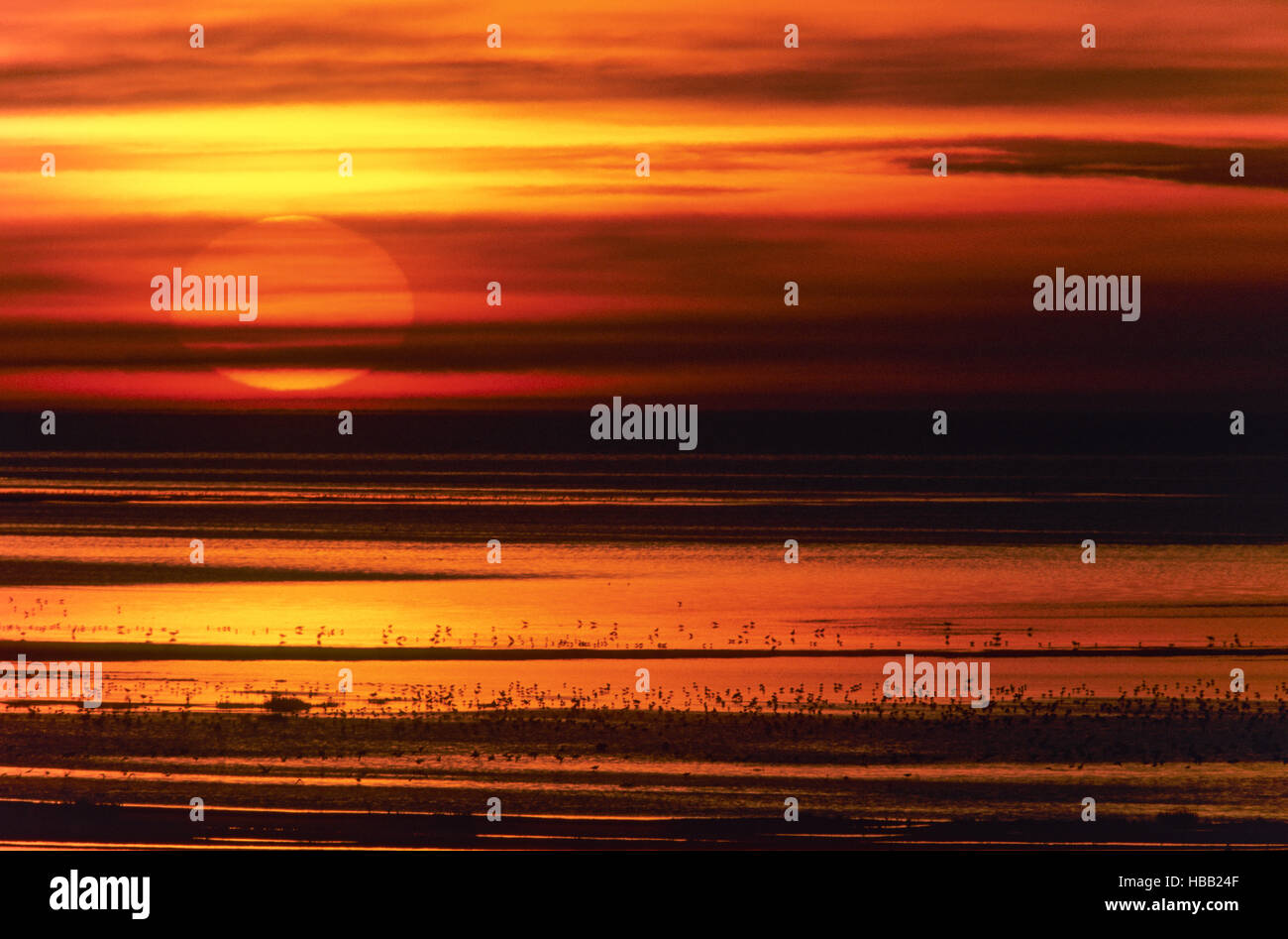 Shorebirds hi-res stock photography and images - Alamy