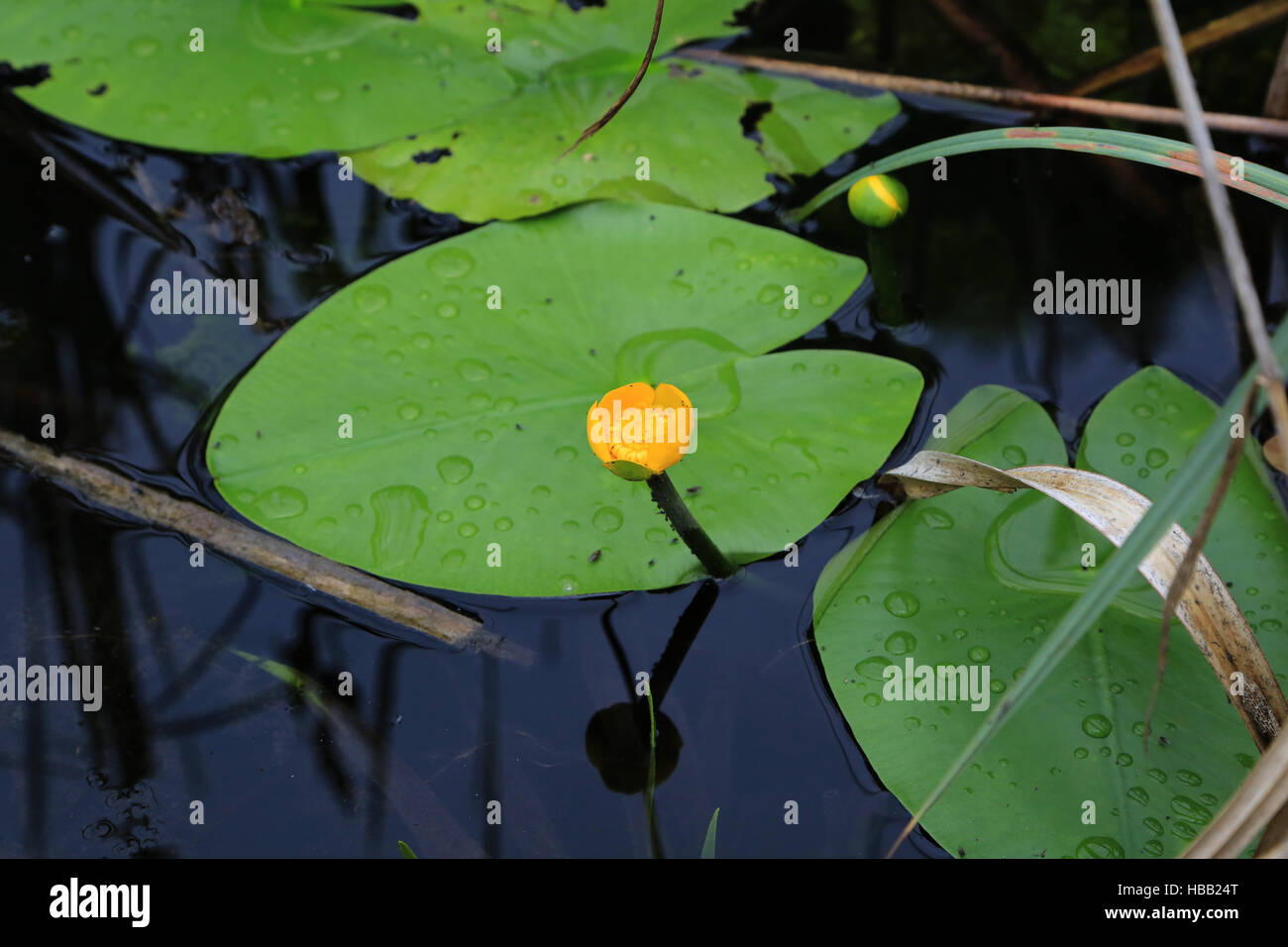 Yellow pond lily, nuphar lutea Stock Photo - Alamy
