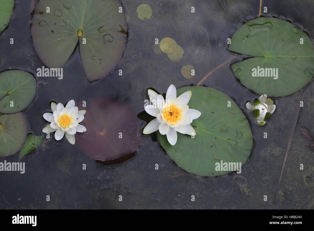 Water lily white waterlily hi-res stock photography and images - Alamy