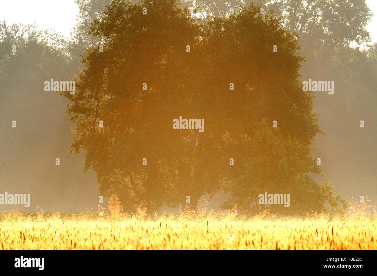 morning in nature Stock Photo - Alamy