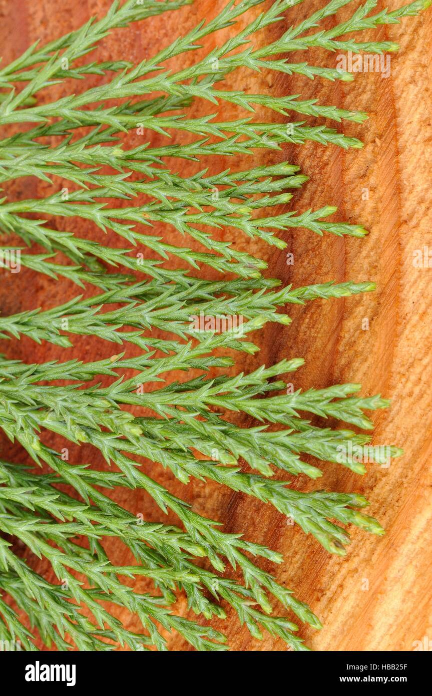 Giant sequoia tree rings hi-res stock photography and images - Alamy