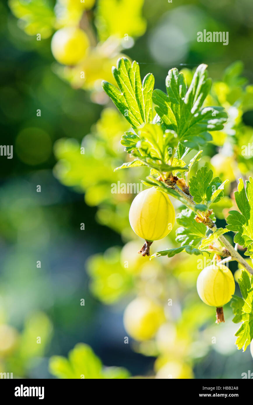 Gooseberry fruit bush close hi-res stock photography and images - Alamy