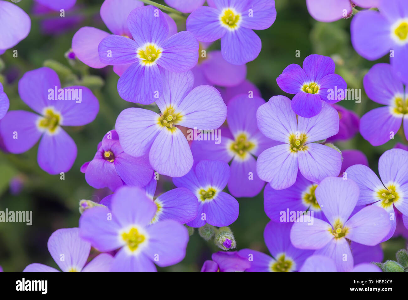 Background of purple flowers Stock Photo - Alamy