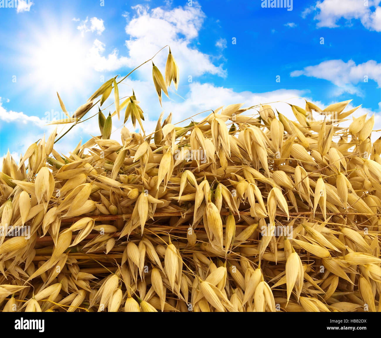Wheat panicle hi-res stock photography and images - Alamy
