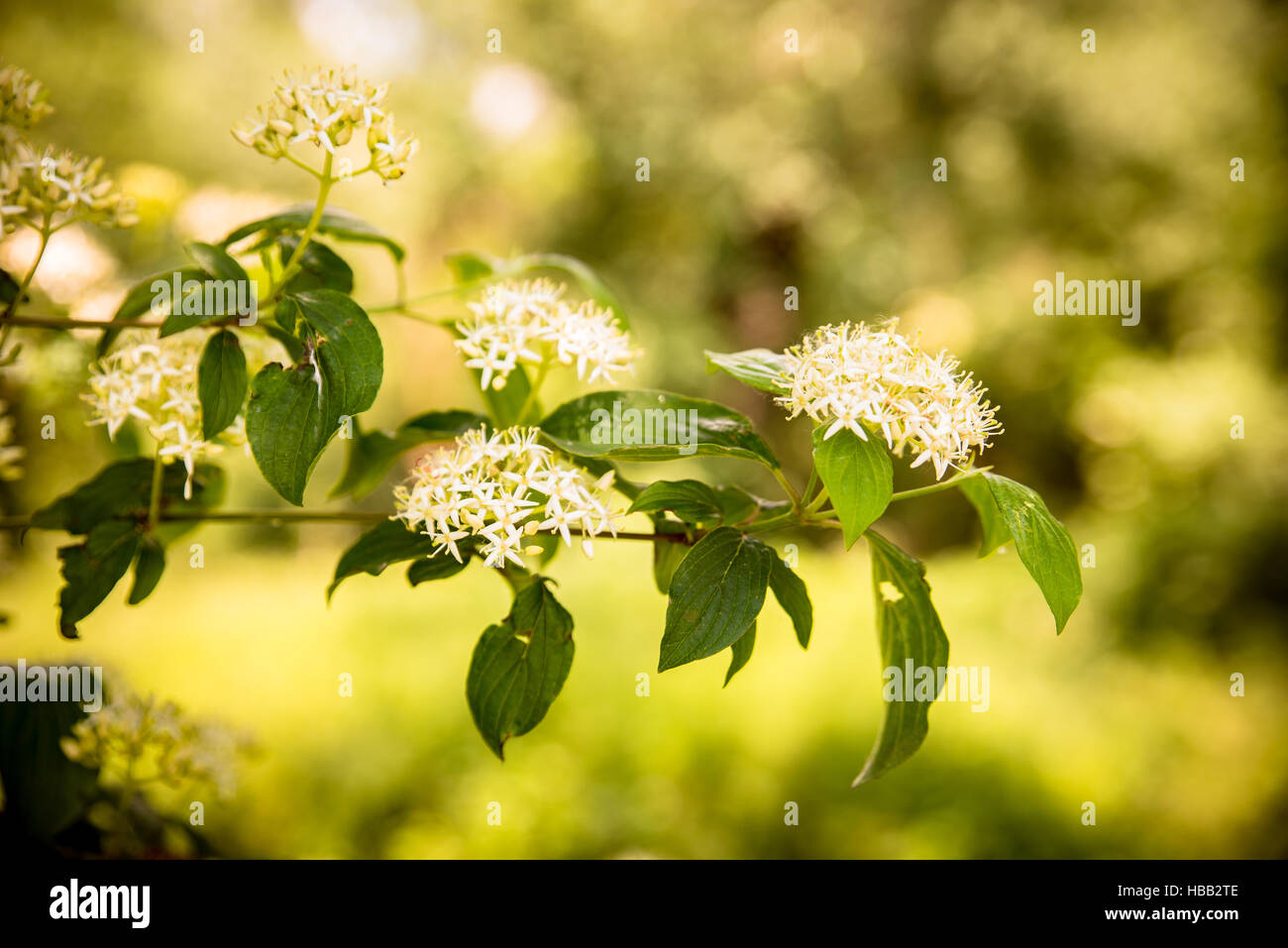 Branch of flowers hi-res stock photography and images - Alamy