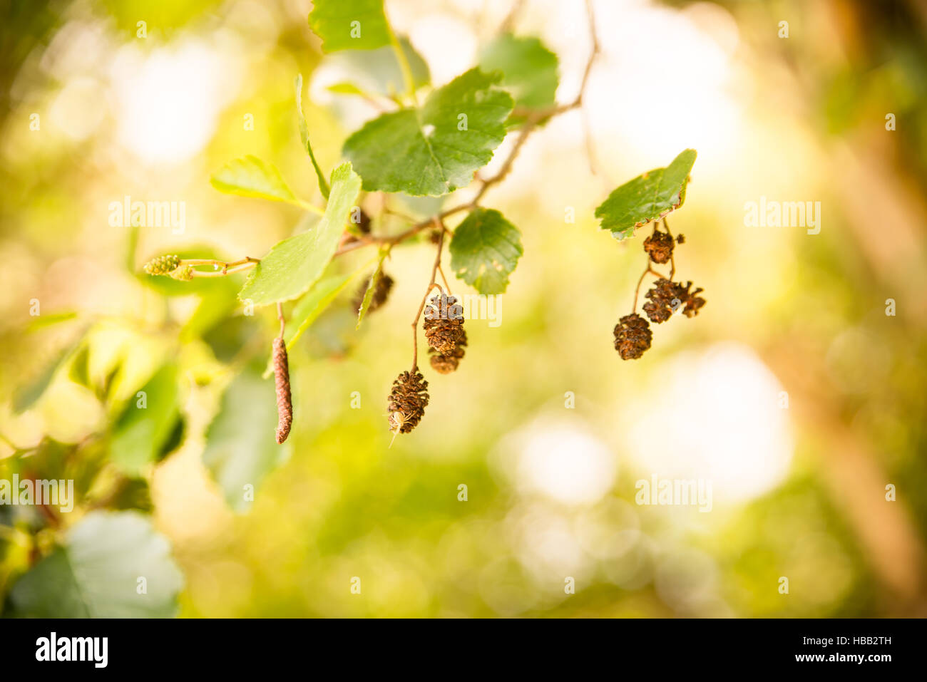 Erle hi-res stock photography and images - Alamy