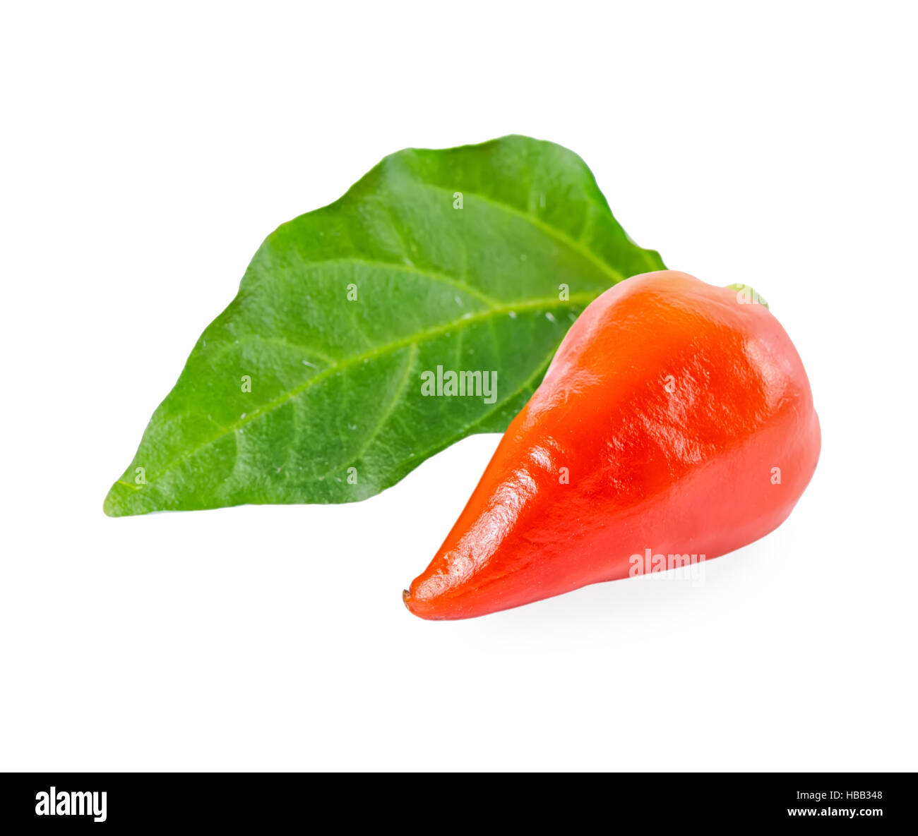 small orange pepper Capsicum Gemeng with green leaf is isolated on ...