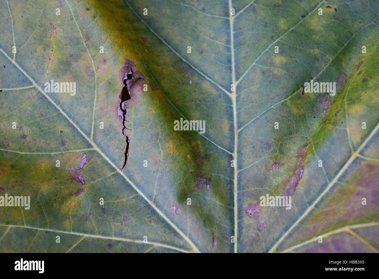 Maple tree winter hi-res stock photography and images - Alamy