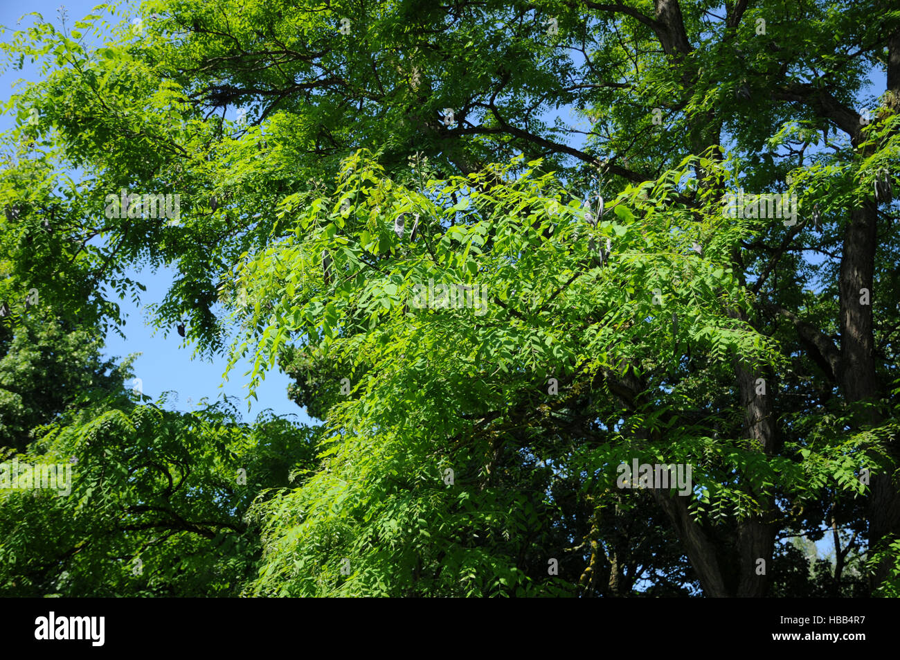 Gymnocladus dioicus hi-res stock photography and images - Alamy