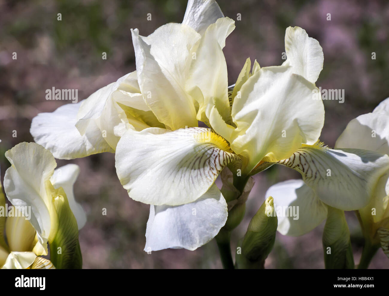 Blooming in the garden, pale yellow irises Stock Photo - Alamy