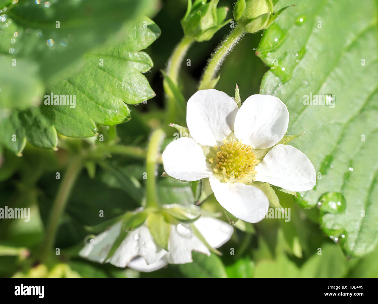 Strawberry flowers in the garden Stock Photo - Alamy