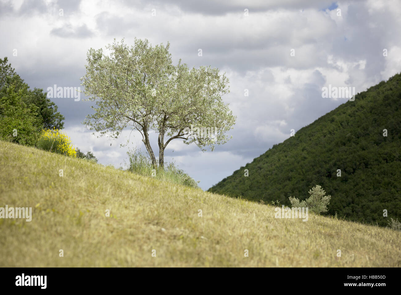young olive tree Stock Photo - Alamy