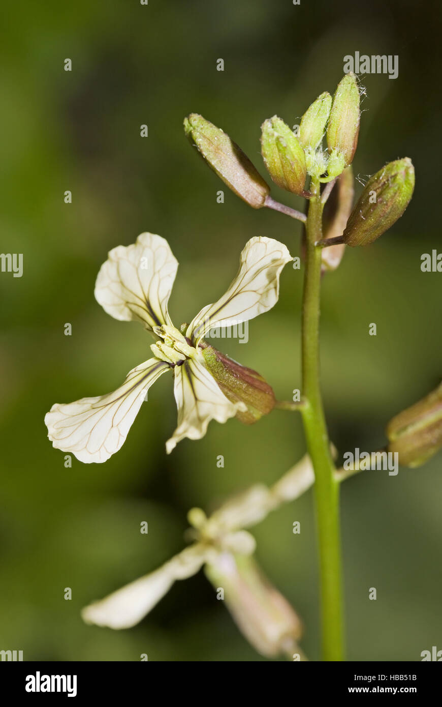 Eruca vesicaria sativa hi-res stock photography and images - Alamy