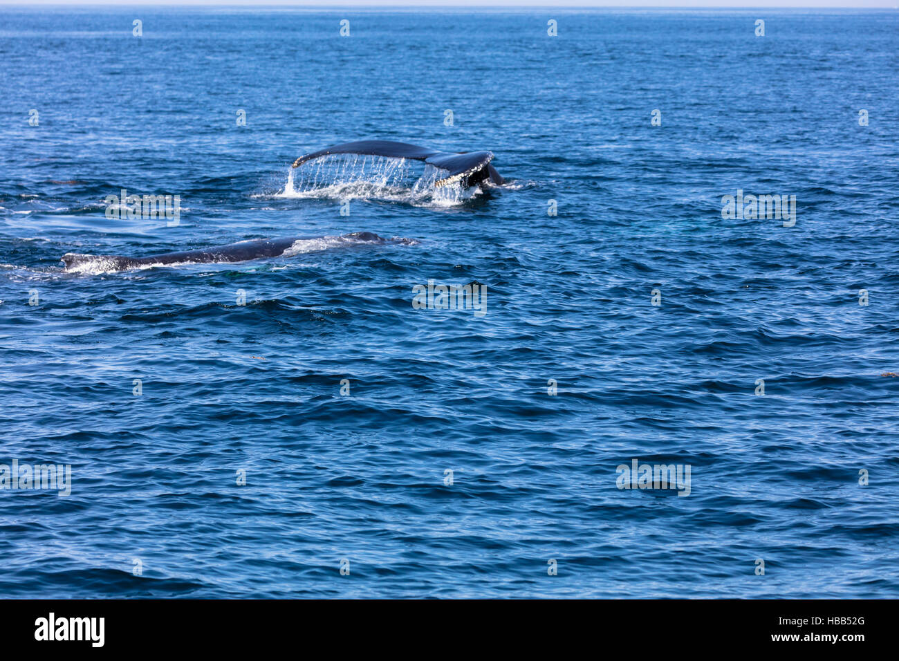 Whale, cape cod Stock Photo - Alamy