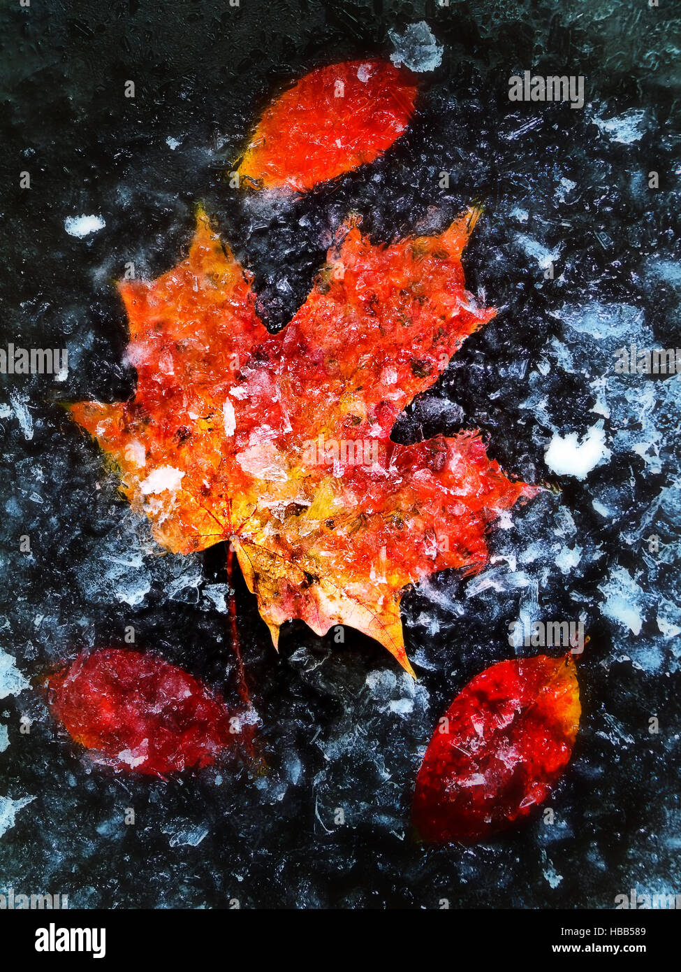 Autumn Leaves In Ice Stock Photo - Alamy