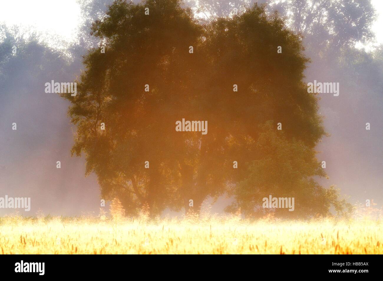 the morning when the sun rises Stock Photo - Alamy
