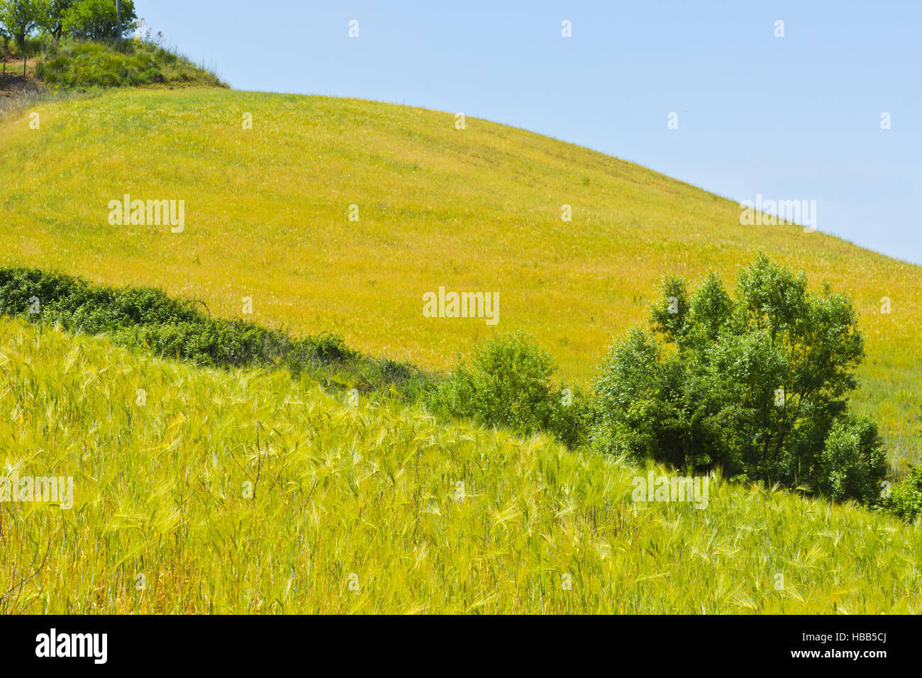 Wheat fields sicily hi-res stock photography and images - Alamy