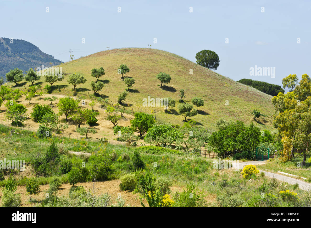 Hill with Olive Trees Stock Photo - Alamy