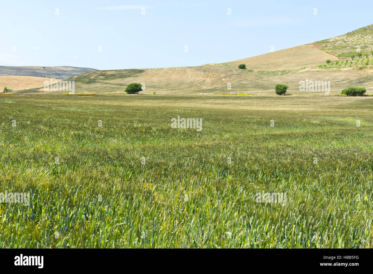 Wheat fields sicily hi-res stock photography and images - Alamy