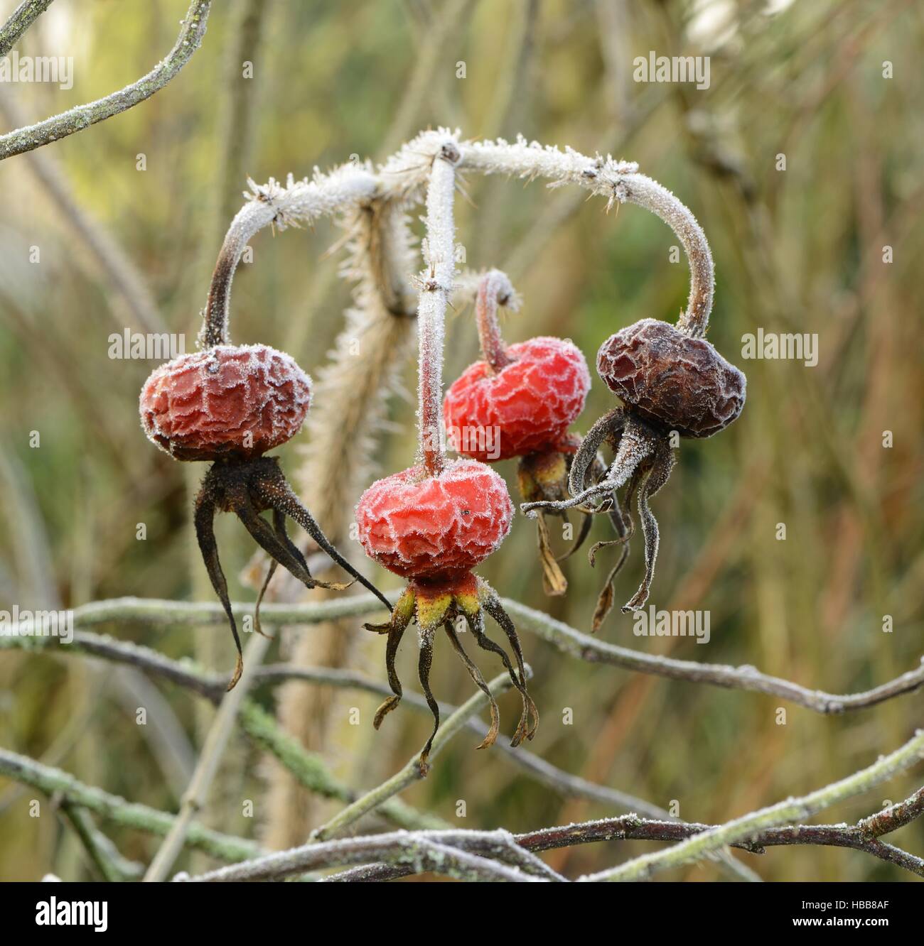 Frozen rose hips hi-res stock photography and images - Alamy